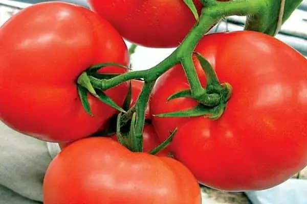 Tomatos ar gangen