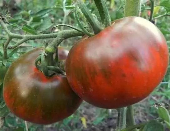 Tywysog du tomato ar yr ardd
