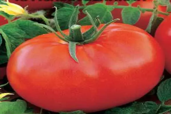 Kubah Merah Kelas Tomat