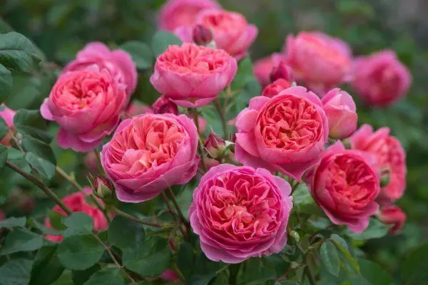 Rose អស្ចារ្យ