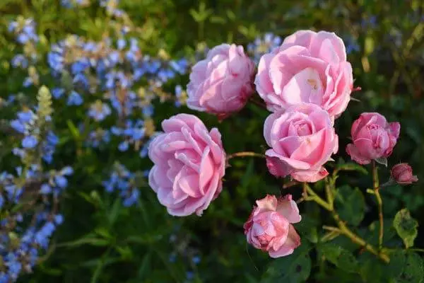 Flowerbed rós