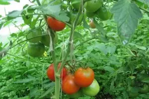 Cara membentuk tomat di rumah kaca dan tanah terbuka