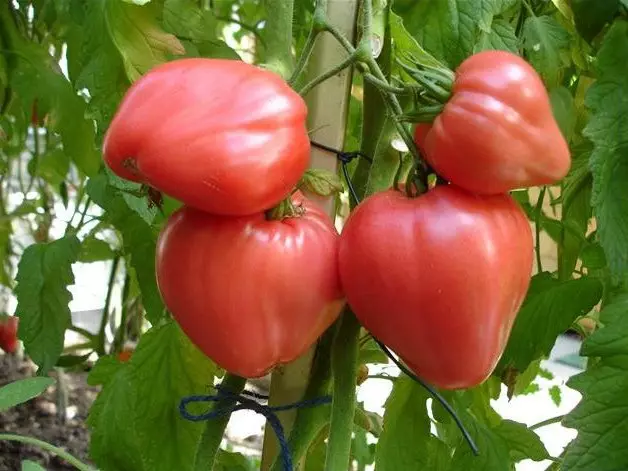 Madu merah muda di taman