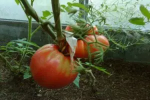 Katrangan Tomat Yasha Yugoslav tomat, fitur perawatan tanduran