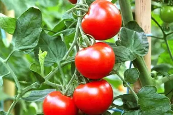 Tomatoes dignity of varieties
