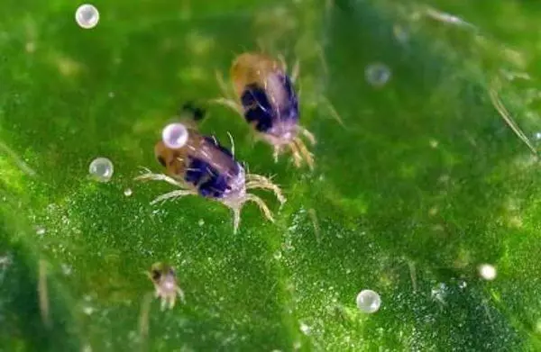 ಬಣ್ಣಗಳಲ್ಲಿ ಟಿಕ್ ಮಾಡಿ