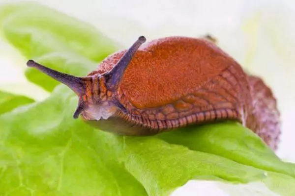 Slug pamitundu