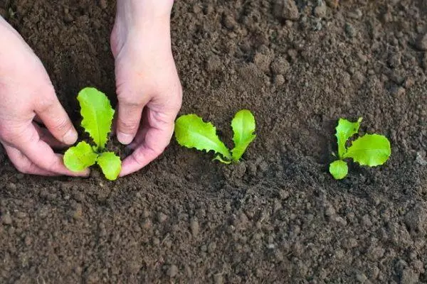 Picking Flower.