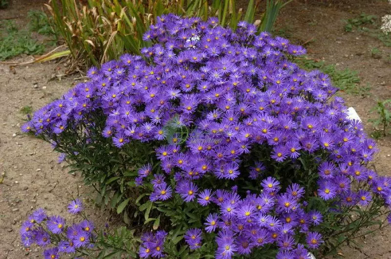 Flower Bed Flowers.