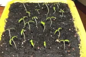 Resinsje fan nije manieren om tomaat-seedlings sûnder lân te groeien