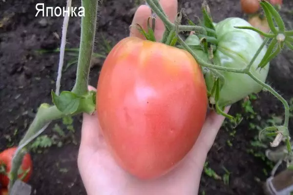 Pomidorowy japoński pomidor