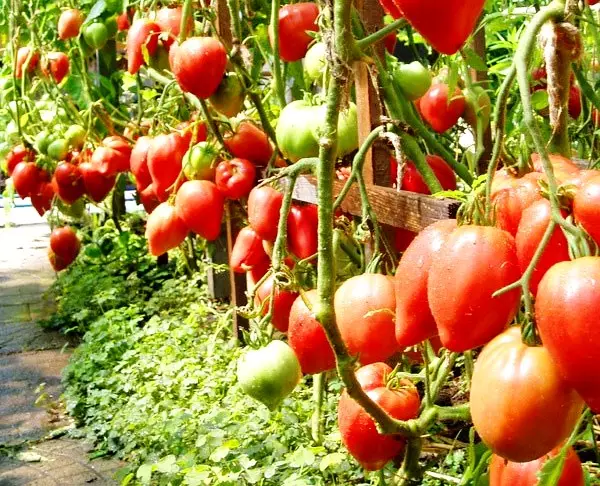 टोमॅटो bushes चमत्कार पृथ्वी