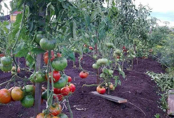 Milagre de tomate da terra no site