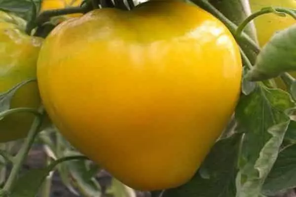 Pomidor xususiyatlari Golden King