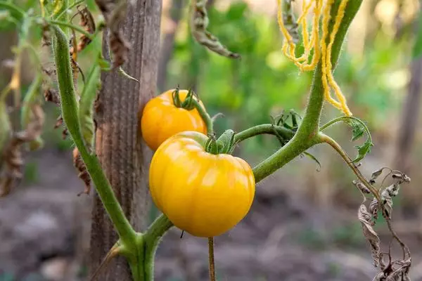 Pomidor oltin qirol