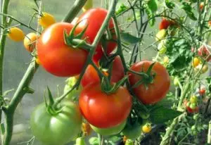 Pomidor çəhrayı gelin təsviri və xüsusiyyətləri