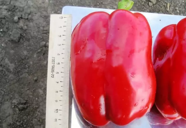 Pepper Hercules Size