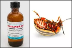 Hoe om ammonale alkohol teen Colorado Beetle op Aartappels toe te pas