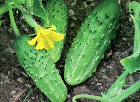 Vår agurk: Egenskaper og beskrivelse av variasjonen, dyrking, bilder og anmeldelser