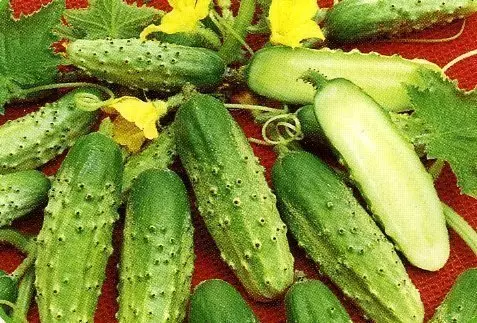 Cucumber Mid-Veter Cucumber Rodnichok