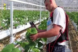 Hogyan kell csomagolni az uborkát az üvegházban