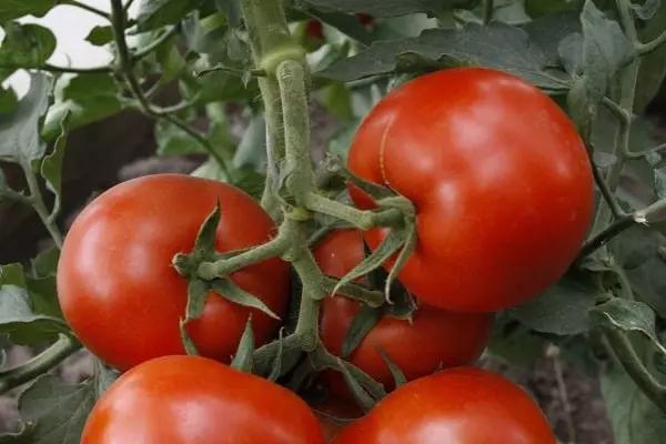 Tomatas vladimir.