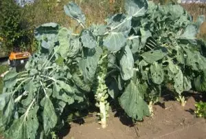 Growing and care for Brussels cabbage in the open soil