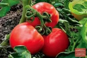 Deskripsyon nan varyete nan Irama tomat ak karakteristik li yo