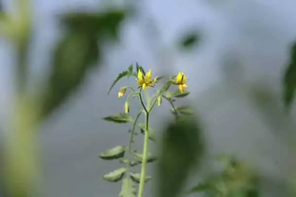 സാധനങ്ങൾ വിശ്വസിക്കുന്നു