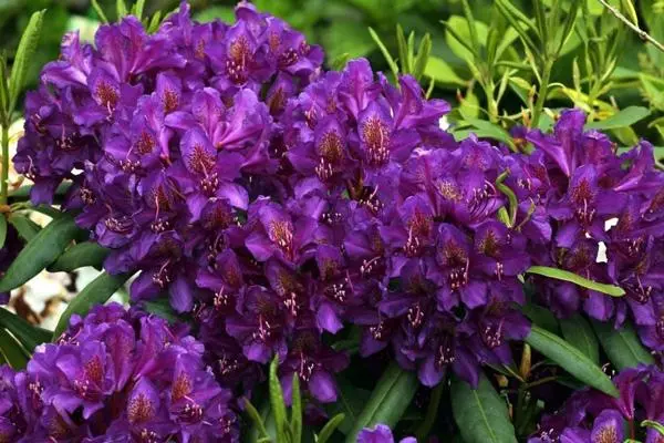 Rhododendron koulè wouj violèt