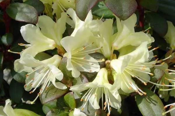 Blodau Rhododendron