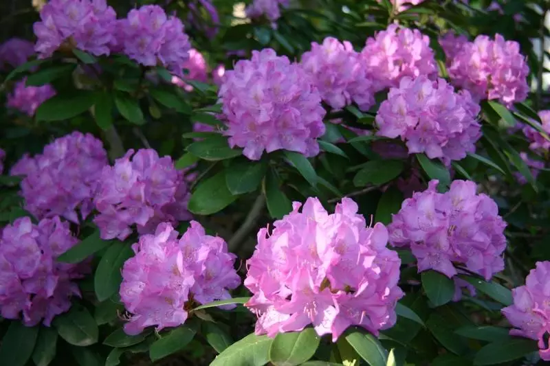 Kush Rhododendron.