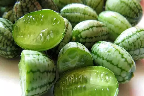 African cucumbers
