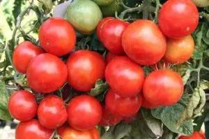 Karakteristik dan Deskripsi Ural Tomat Tomat Awal, Tinggi Tanaman