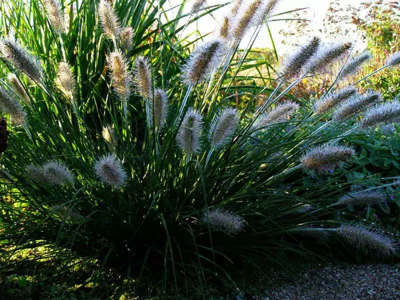 flor de arbustos