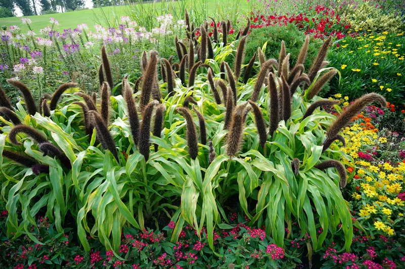 Pennisetum en el jardín