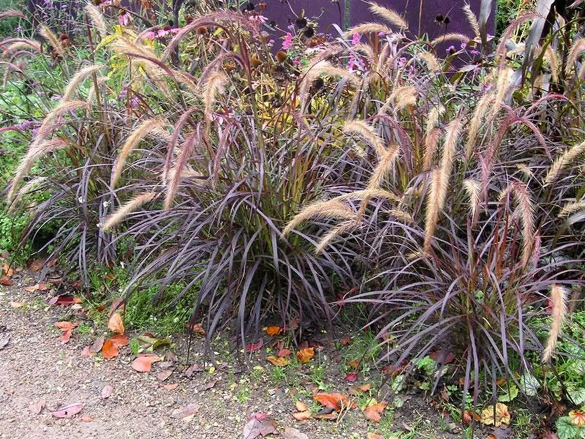 Pennisetum en el jardín