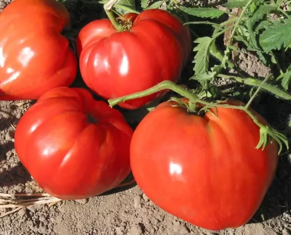 Crveni pijetao paradajz na vrtu