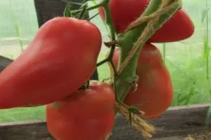 番茄格拉什卡省品種的特點和描述，其產量
