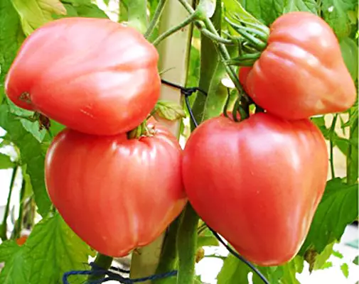 Vanjsko srce od rajčice