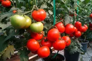 ماذا تعني الطماطم النصية، درجة الدفيئات والبضيون