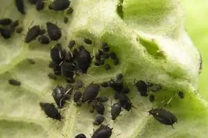 如何通过民间补救措施处理甜菜上的蚜虫