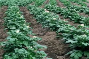 Mineralna gnojiva, superfosfati i narodni lijekovi za ekstraktivni treperi krompir