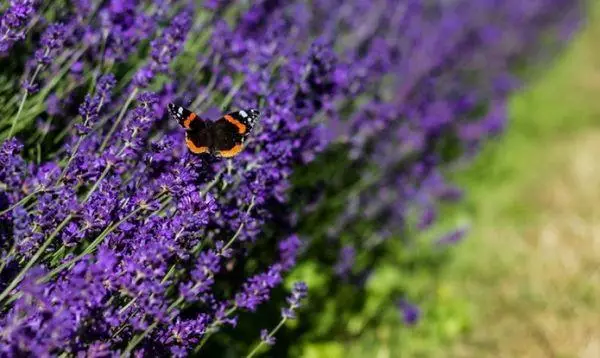 Lavender nyob hauv daim teb