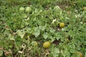 Jak pěstovat melouny na Sibiři v otevřené půdě a skleníku?