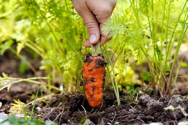 Carrots on the garden