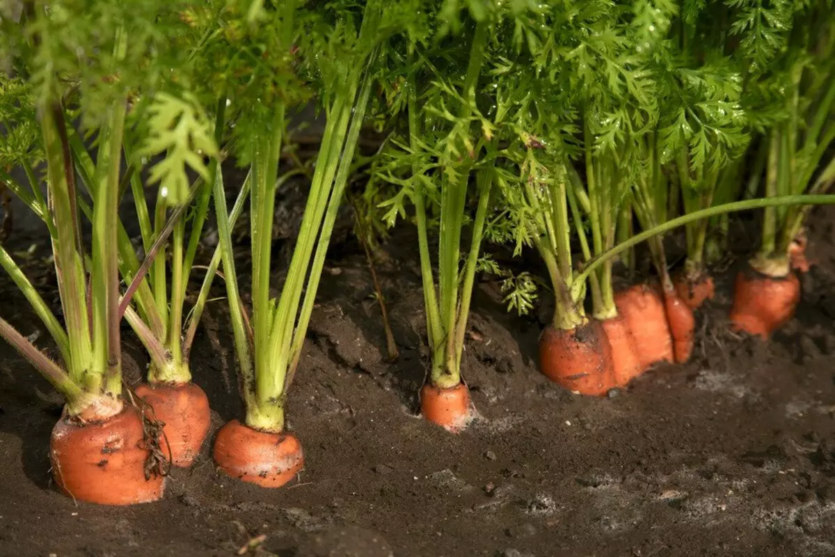 胡萝卜在花园里生长