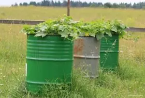 Trin-for-trin dyrkning af agurker i tønde og pleje dem