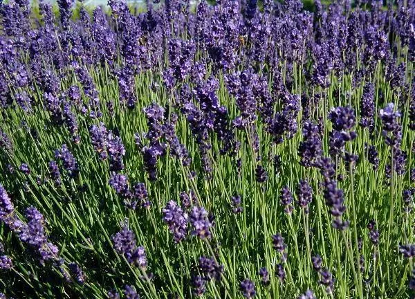 Bushes lavender.
