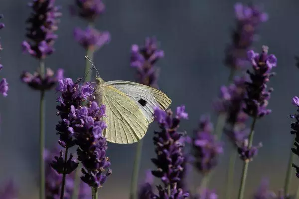 Minería de lavanda